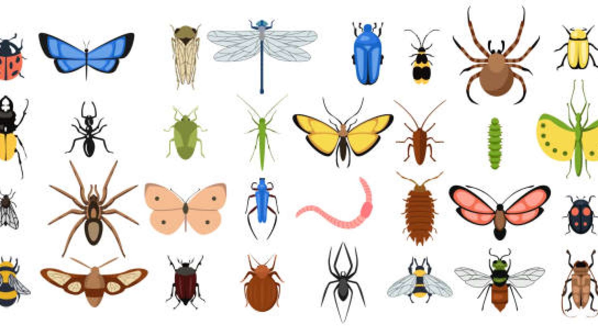 Les insectes, nos fabuleux voisins | Humour des notes